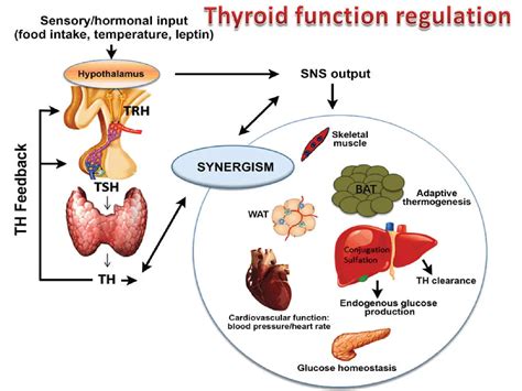 Thyroid Hormone Function
