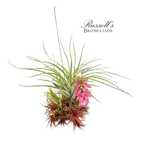 Ion Mix Hanging Cluster 2 4 2 Plants Russells Bromeliads
