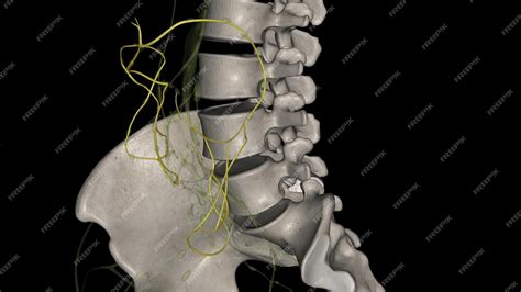 Premium Photo Mesenteric Lymphatic Vessels Play A Critical Role In Intestinal Interstitial