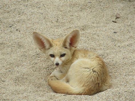 사막여우 Vs 티벳여우 Mlbpark