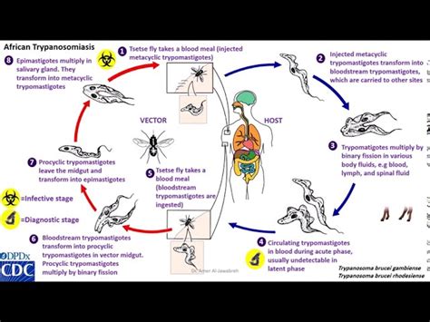 Trypanosoma Life Cycle