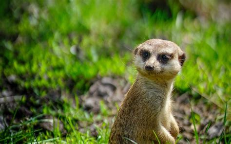 When To Use Go Vs Java One Programmers Take On Two Top Languages