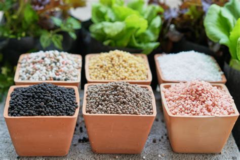 Влияние удобрений на вкус плодов – Энциклопедия домовладельца