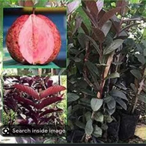 Well Watered Malaysian Red Guava Plant For Fruits At Rs 180 Piece In Jharsuguda