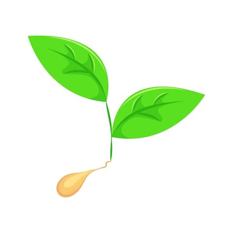 Premium Vector Green Sprout With Leaves Grown From Seed