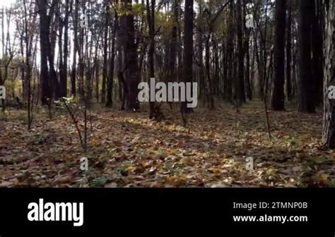 Ground Layer Of The Deciduous Forest Stock Videos And Footage Hd And 4k Video Clips Alamy