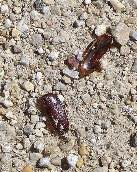 May Beetles Riveredge Nature Center