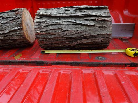 Name That Tree Please