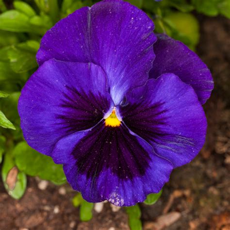 Trees That Start With V I 23 Lovely Types And Descriptions