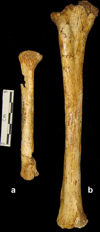 Anterior Views Of Immature Right Tibia Of Lb4 2 A And Right Adult