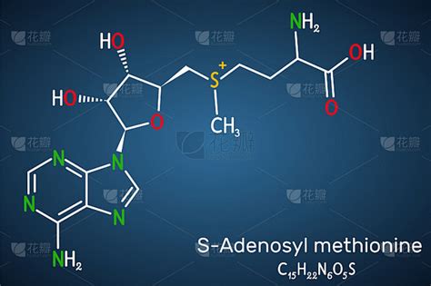 s 腺苷蛋氨酸SAM e SAM分子它是甜菜碱磺共底物参与甲基转移反应的辅酶深蓝色的背