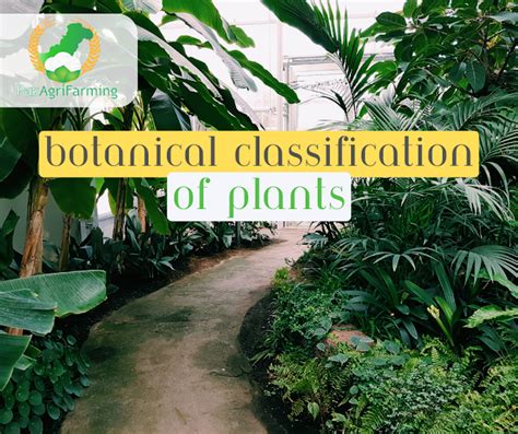 Botanical Classification Of Plants