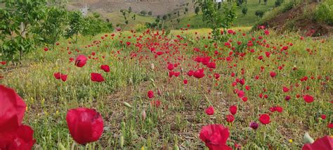 Shar Press بەیانیتان باش گوڵ و گوڵزاری وەرزی بەهار