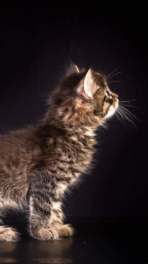 [100 ] retina display wallpapers