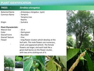 100 Plus Plants Identification In Malaysia Pptx