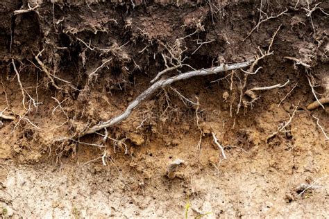 Soil Section With Bare Tree Roots Soil Structure Stock Photo Image Of Cracks Desert