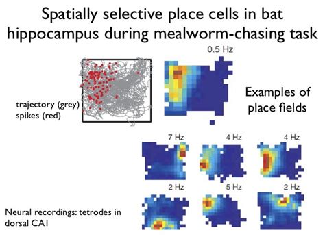 Hippocampal Place Cells