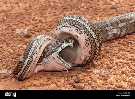 Carpet Python Feeding Stock Photo Alamy