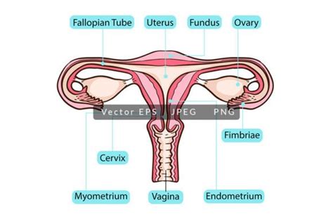 Human Ovary Anatomy Graphic By Scworkspace · Creative Fabrica