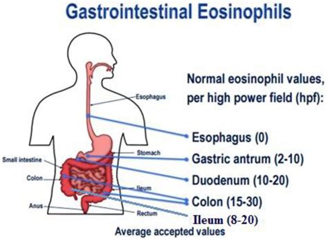 Expected Physiological Numbers Of Eosinophils In The Intestinal Tract