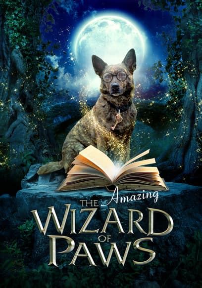 Watch The Amazing Wizard Of Paws 2015 Free Movies Tubi