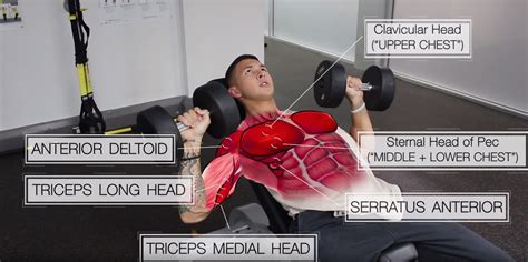 The Best Science Based Chest Workout For Mass And Symmetry Fitness Volt