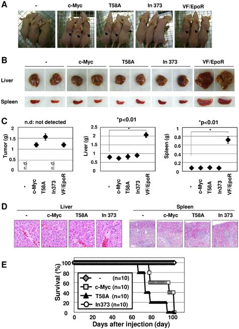 C Myc T58a Mutant Significantly Induced Tumor Formation In Nude Download Scientific Diagram