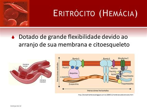 Hemoglobinas E Hemoglobinopatias Bioloja