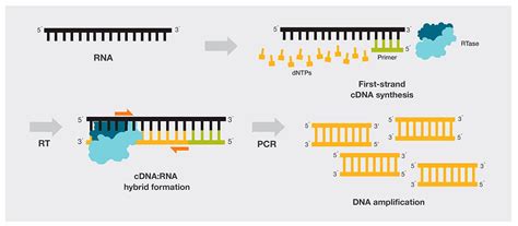 Reverse Transcription Applications Thermo Fisher Scientific Us