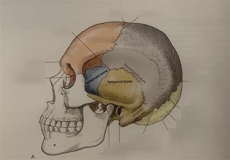 Lateral Aspect Of Cranium Diagram Quizlet