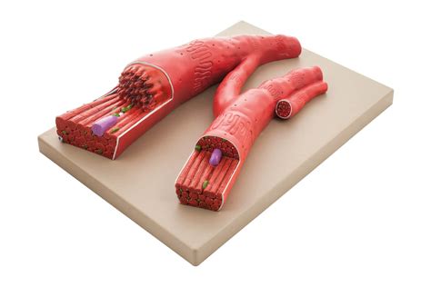 Muscle Fiber Model Iworx Systems Inc