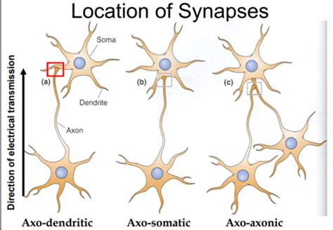 Q2 Physg Exam 1 Lecture 7 Synaptic Transmission Flashcards