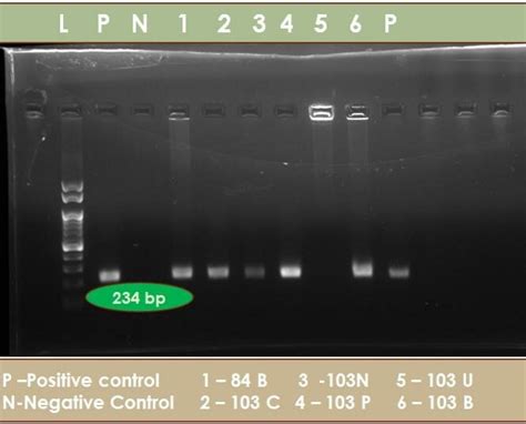 Sample Showing Rt Pcr Positive Results Download Scientific Diagram