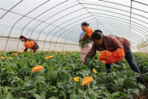 贵州黔西花卉基地采花忙 种植