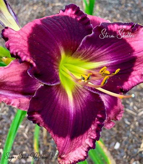 Storm Shelter — Sugar Shack Daylilies