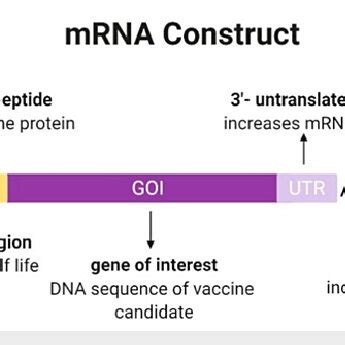 Typical MRNA Construct Download Scientific Diagram