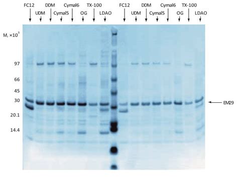 Solubilization Of Membrane Proteins