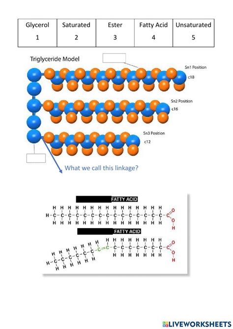 Solved Name Pd Lipids Worksheet 1 Are Lipids Organic Worksheets Library