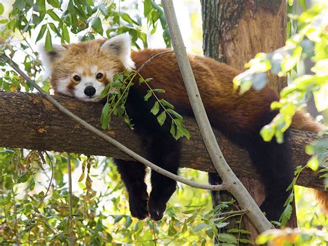 Lebensraumkarte Des Roten Pandas Westlicher Kleiner Panda Fakten