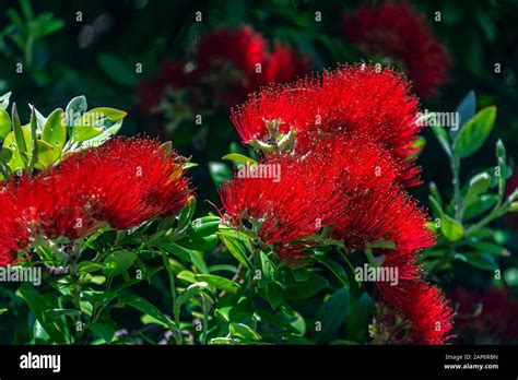 A Close Up Of A Flowering New Zealand Native Macrocarpa Tree The