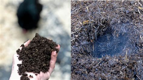 Hot Composting The Fastest Way To Produce Nutrient Rich Compost