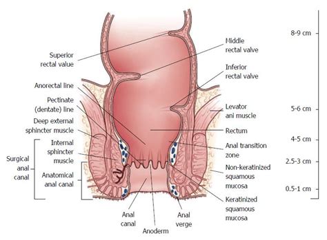 Anal Verge Diagram Anal Sepsis Anatomy Pathophysiology And