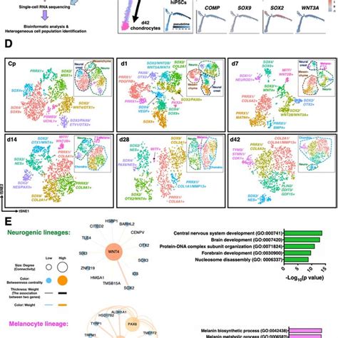 Degs Of Mesodermal And Chondrogenic Differentiation Of Three Hipsc Download Scientific Diagram