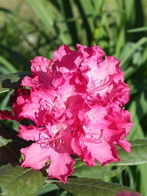 Рододендрон "Hellikki" | Euro-plant