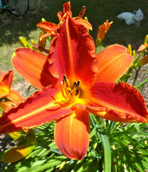 Day Lily Creative Landscapes Inc
