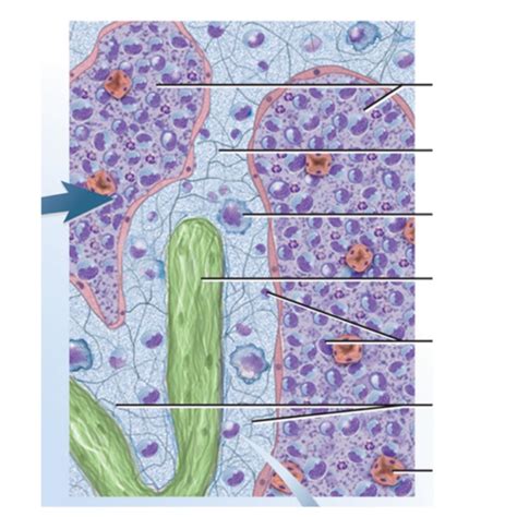 Lymph Node Slide Diagram Quizlet
