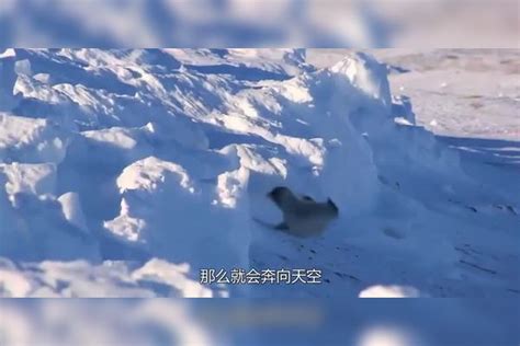 与恐龙同一时期生活为何企鹅有翅膀却不会飞看完你就清楚了 何企鹅 翅膀 生活