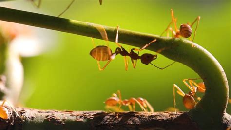 Red Fire Ants With Painful Venomous Bites Are Invading Europe Indy100