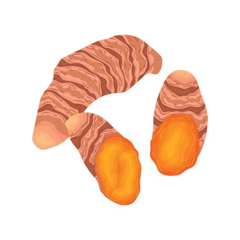 Turmeric Powder Cartoons Illustrations Royalty Free Vector Graphics