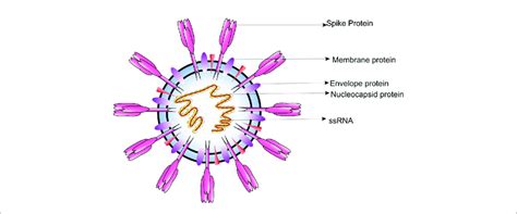 Diagrammatic Representation Of The Structure Of Respiratory Syndrome